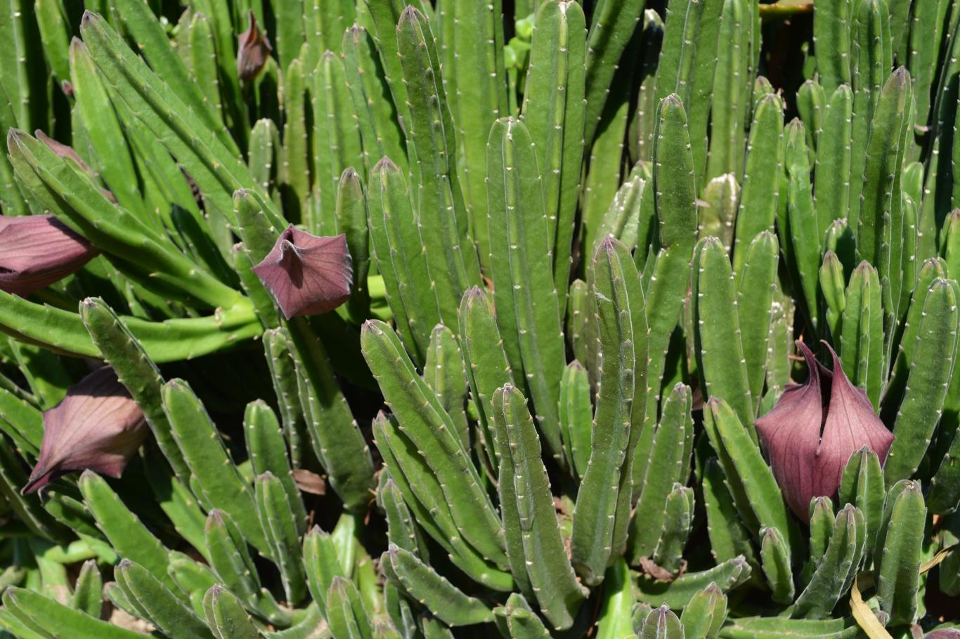 Stapelia leendertziae Leendertz’s Carrion Flower Aaskelk