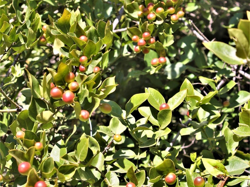 Carissa edulis Climbing Numnum Ranknoemnoem mothokolo murungulu