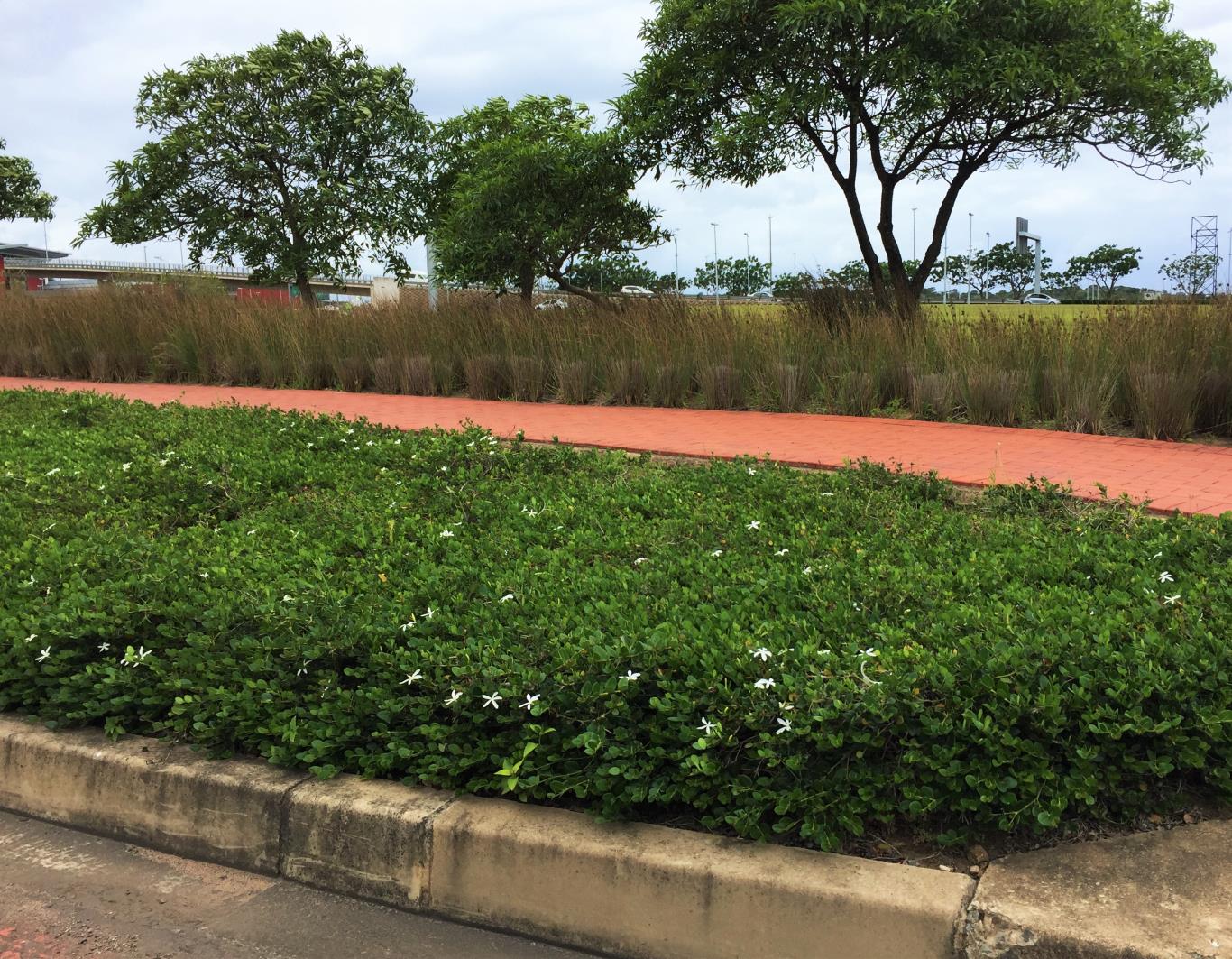 Carissa macrocarpa Green Carpet Dwerg Natalpruim Amatungulu amathungula ...