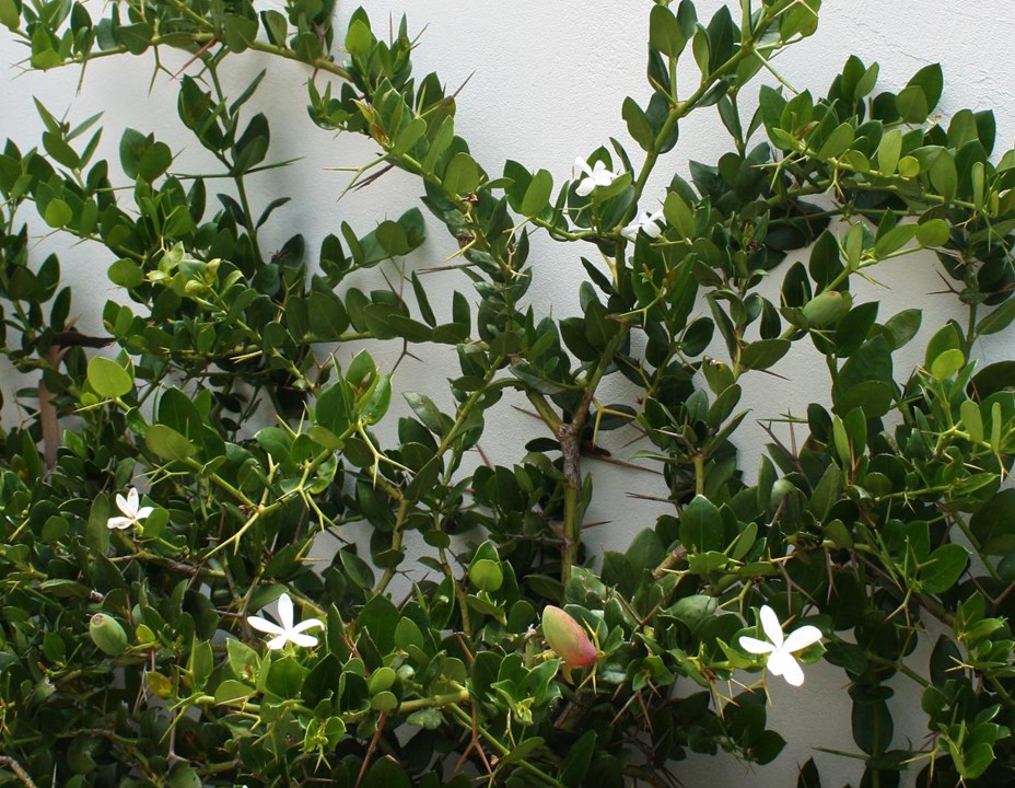 Carissa macrocarpa Natal plum, big num-num Amatungulu umThungulu oBomvu ...