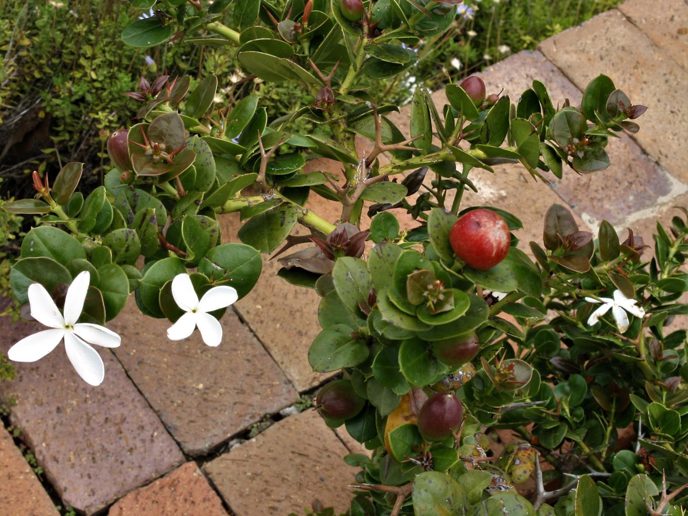 Carissa macrocarpa Natal plum, big num-num Amatungulu umThungulu oBomvu ...