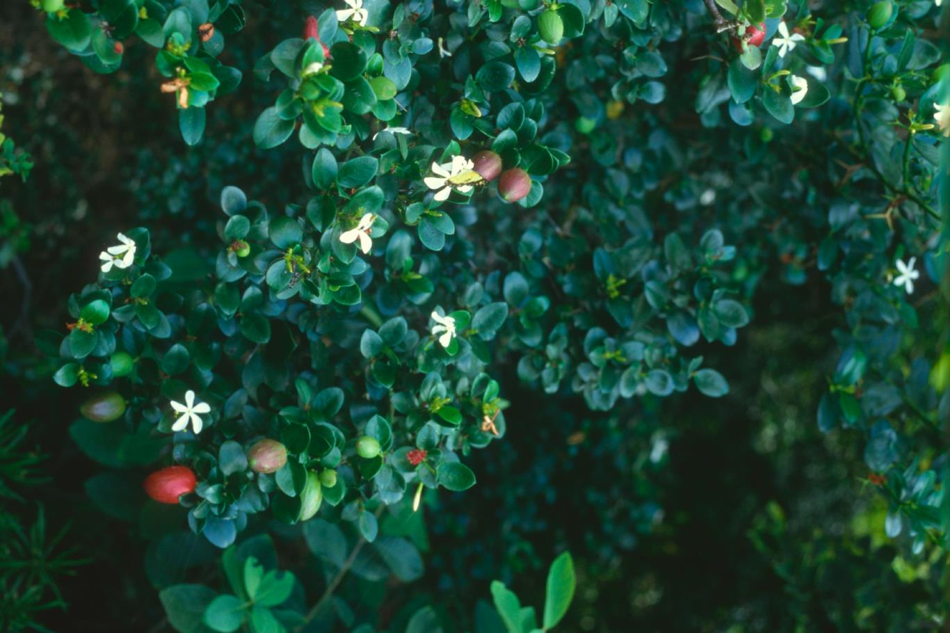 Carissa macrocarpa Natal plum, big num-num Amatungulu umThungulu oBomvu ...