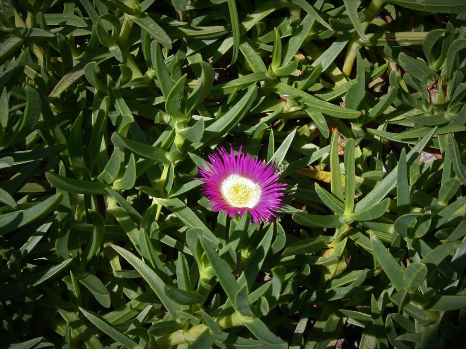 Carpobrotus edulis Suurvy Sour fig umgongozi