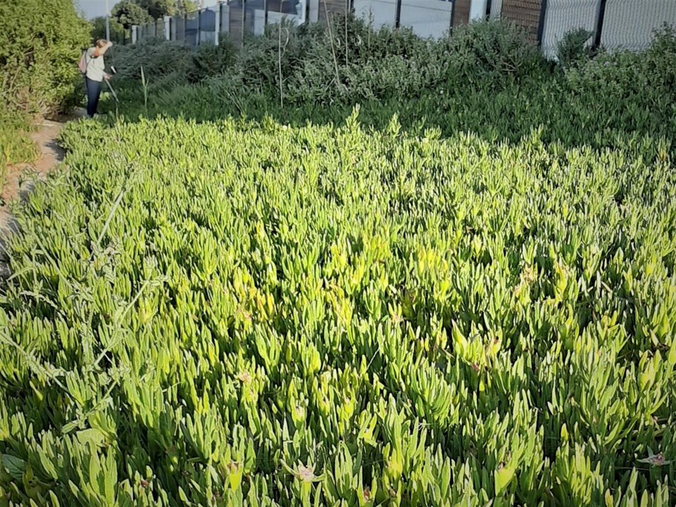 Carpobrotus edulis Suurvy Sour fig umgongozi