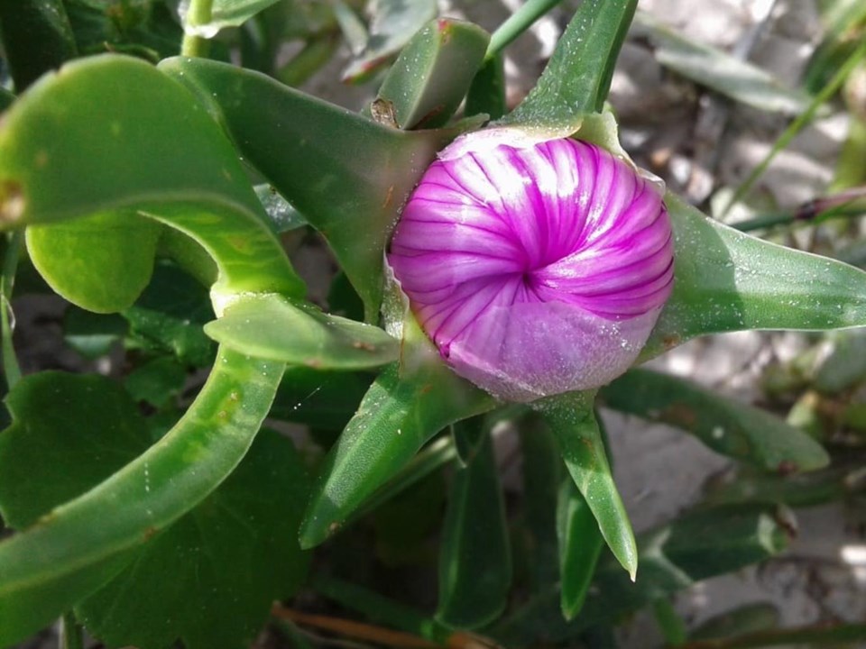 Carpobrotus edulis Suurvy Sour fig umgongozi