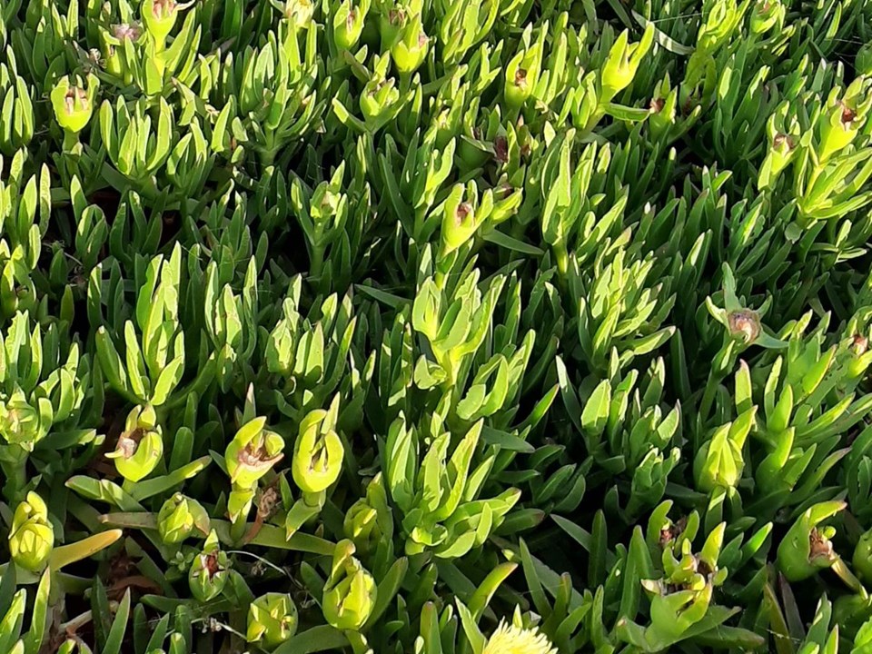 Carpobrotus edulis Suurvy Sour fig umgongozi