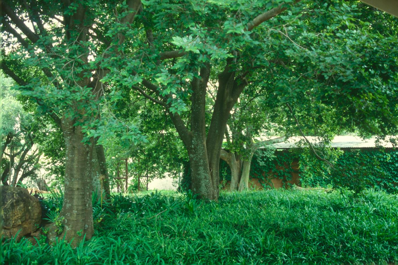 Celtis africana White Stinkwood Witstinkhout mothibadifate mumvumvu umvumvu