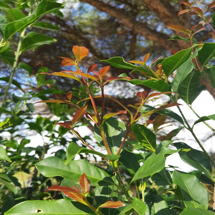 Chionanthus peglerae Giant Pock-ironwood Bospokysterhout isizimane ...