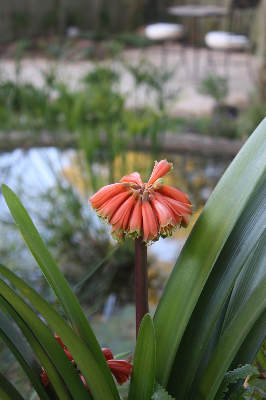 Clivia robusta swamp bush lily, swamp clivia