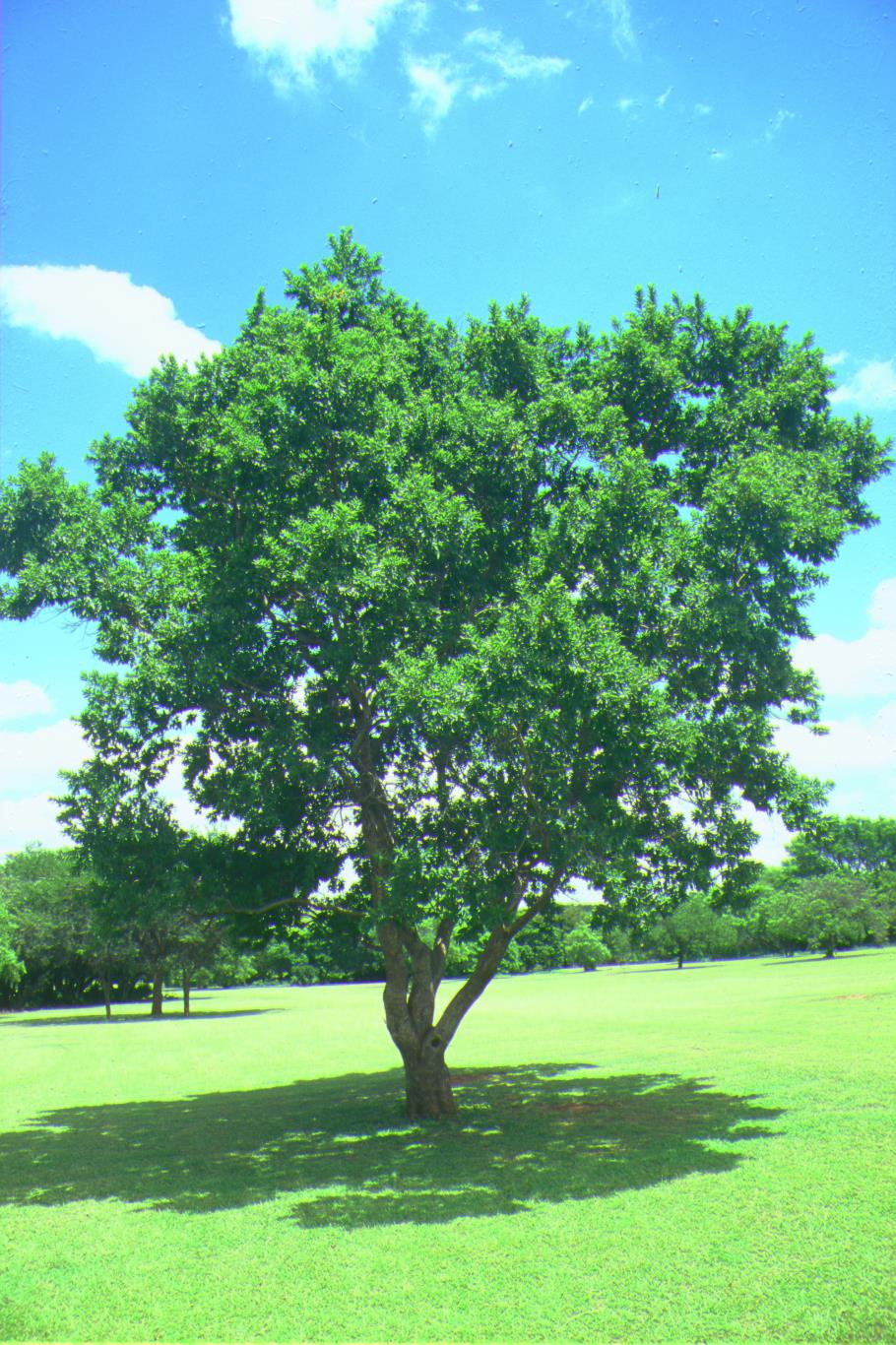 Combretum erythrophyllum River Bushwillow Riviervaderlandswilg Muvuvhu ...