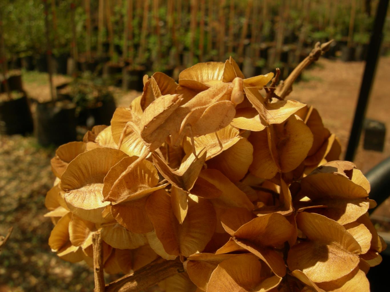 Combretum krausii Forest Bushwillow Bosvaderslandwilg umdubuwehlathi
