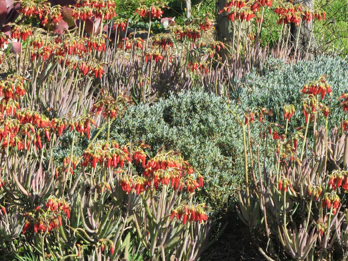 Indigenous Plant Nursery - Muldersdrift - Guest House Accommodation