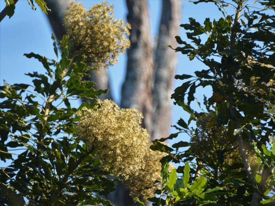 Cussonia sphaerocephala Natal Forest Cabbage Tree Boskiepersol Umsenge ...