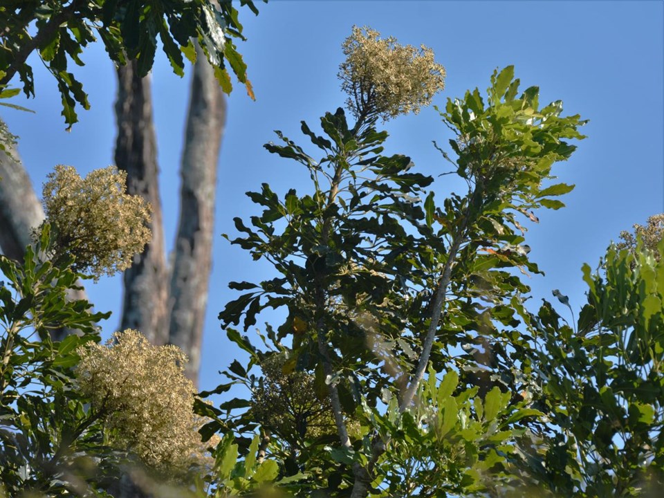 Cussonia sphaerocephala Natal Forest Cabbage Tree Boskiepersol Umsenge ...