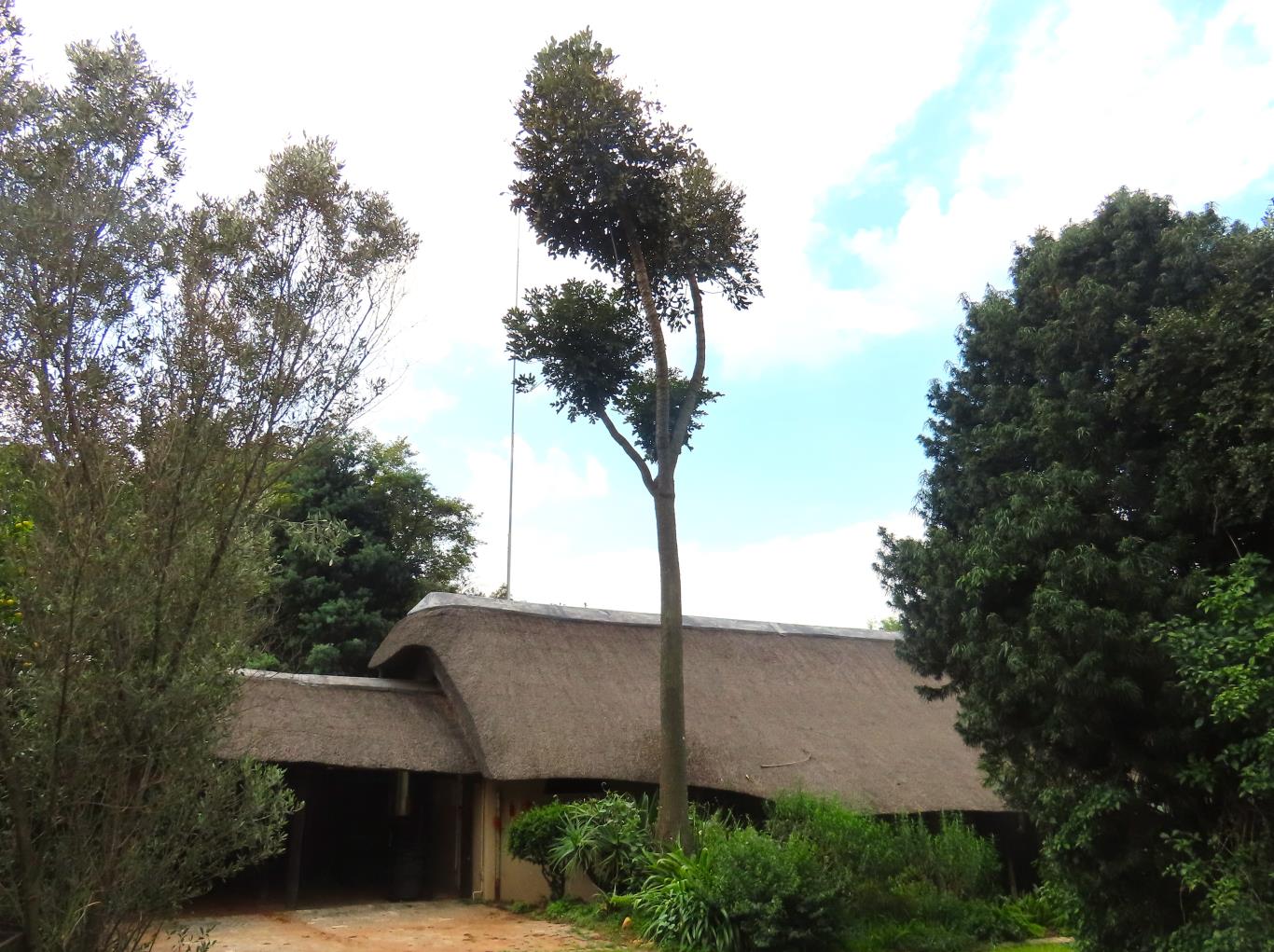 Cussonia zuluensis Zulu cabbage tree Zoeloekiepersol