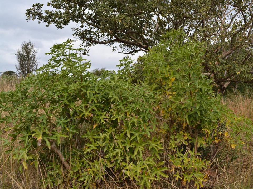 Cussonia zuluensis Zulu cabbage tree Zoeloekiepersol
