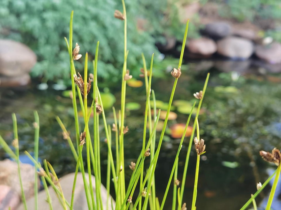 Cyperus laevigatus Smooth Flat Sedge Rivierkweek