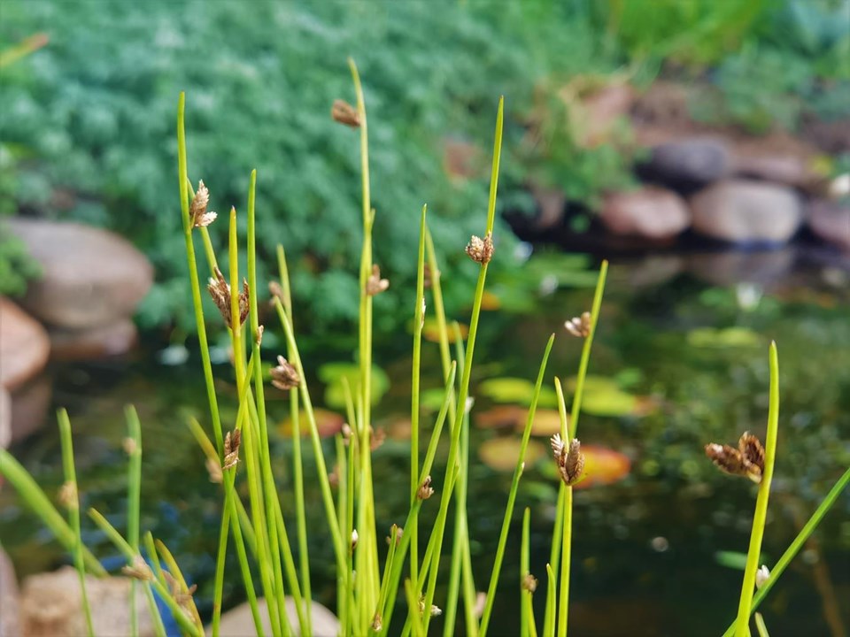 Cyperus laevigatus Smooth Flat Sedge Rivierkweek