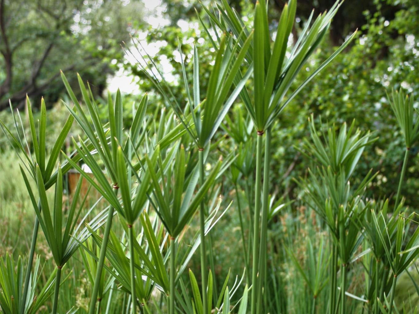 Cyperus textilis Basket Grass Matjiesgoed umuzi
