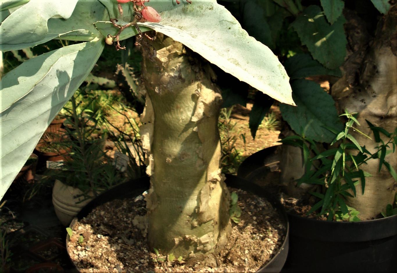 Cyphostemma juttae Wild Grape, Tree Grape, Namibian Grape droog-my-keel