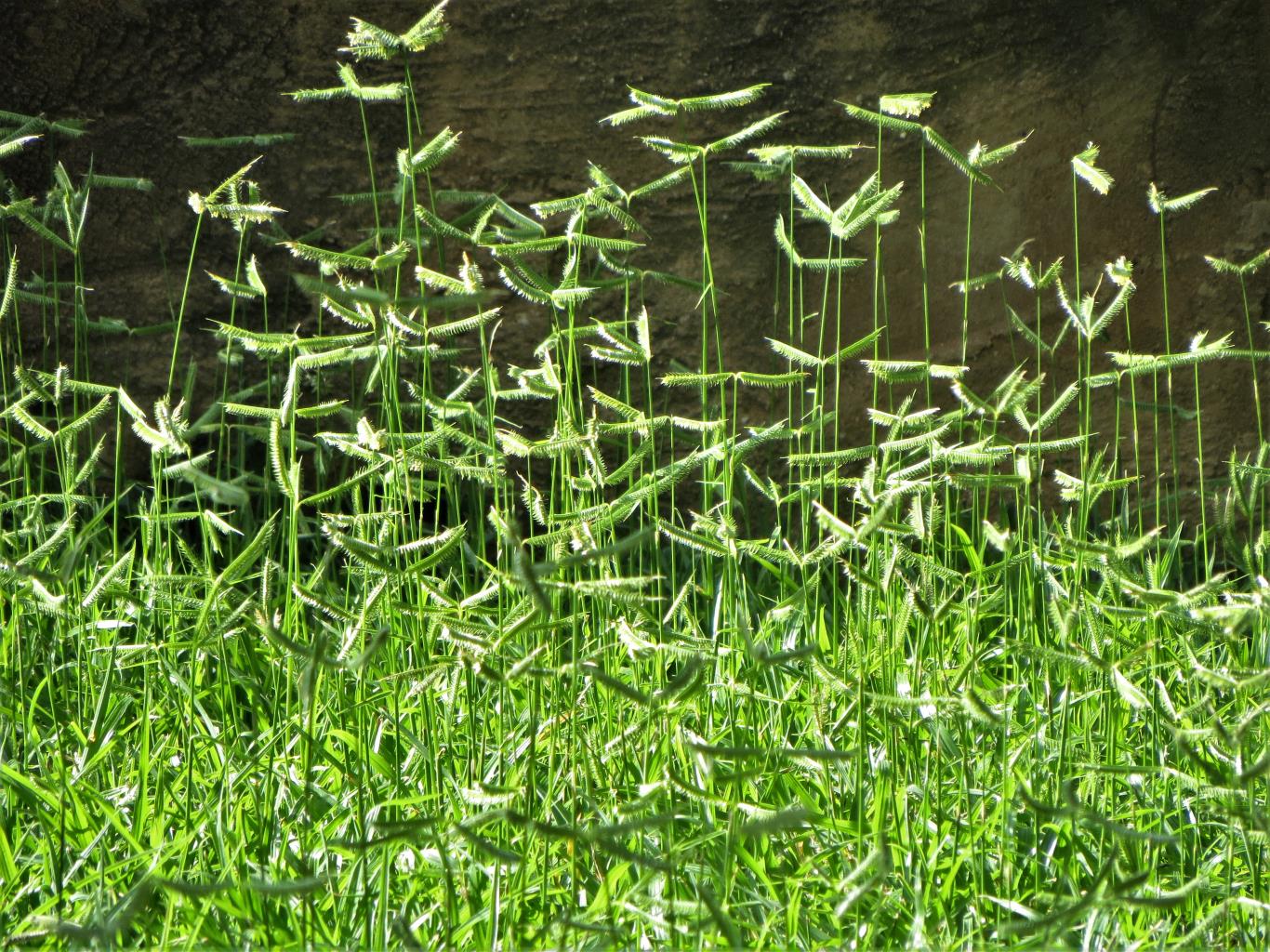 Dactyloctenium australe Natal Crowfoot, Durban Grass, LM Grass, Berea ...
