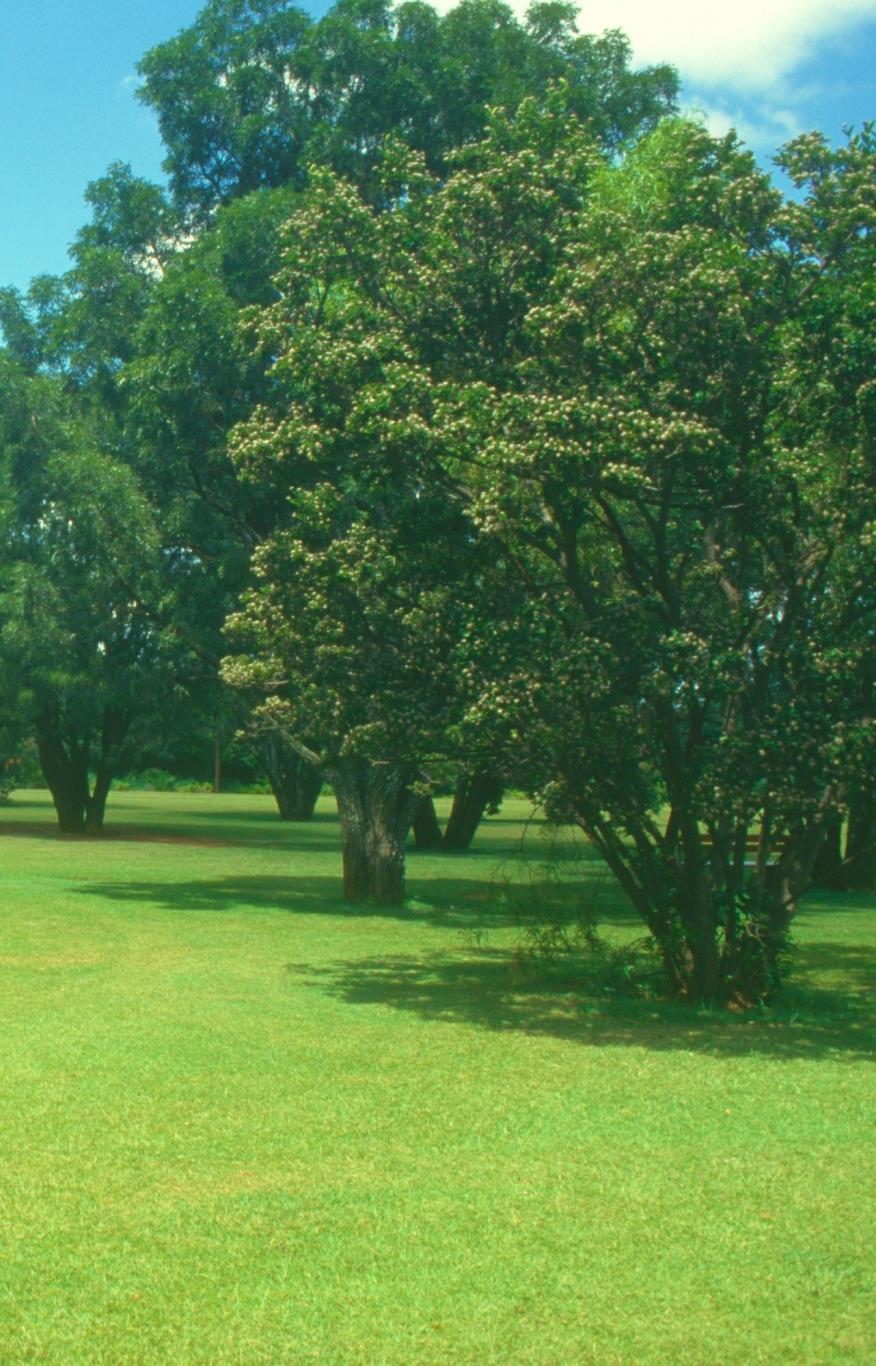 Dais cotinifolia Pompon Tree Kannabas Intozane-Emnyama