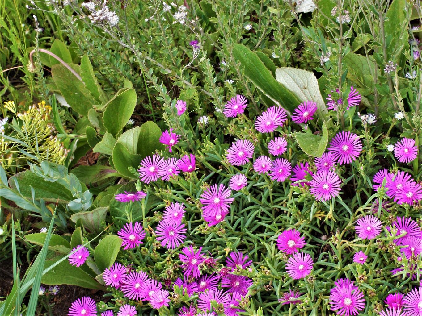 Delosperma cooperi Cooper's Ice Plant Hardy Ice Plant Klipvygie