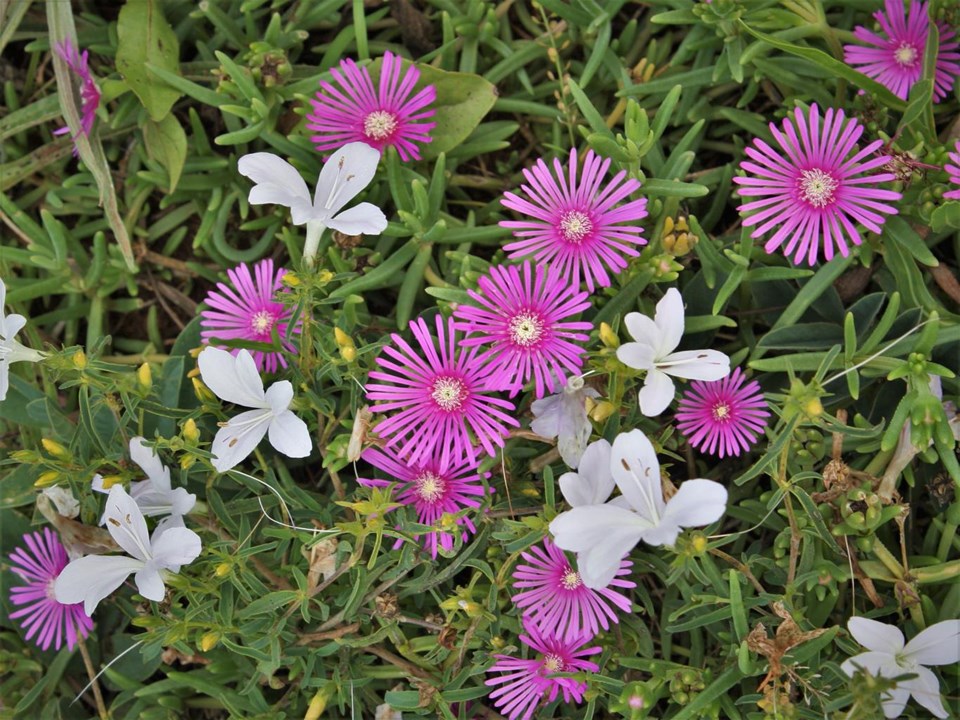 Delosperma cooperi Cooper's Ice Plant Hardy Ice Plant Klipvygie