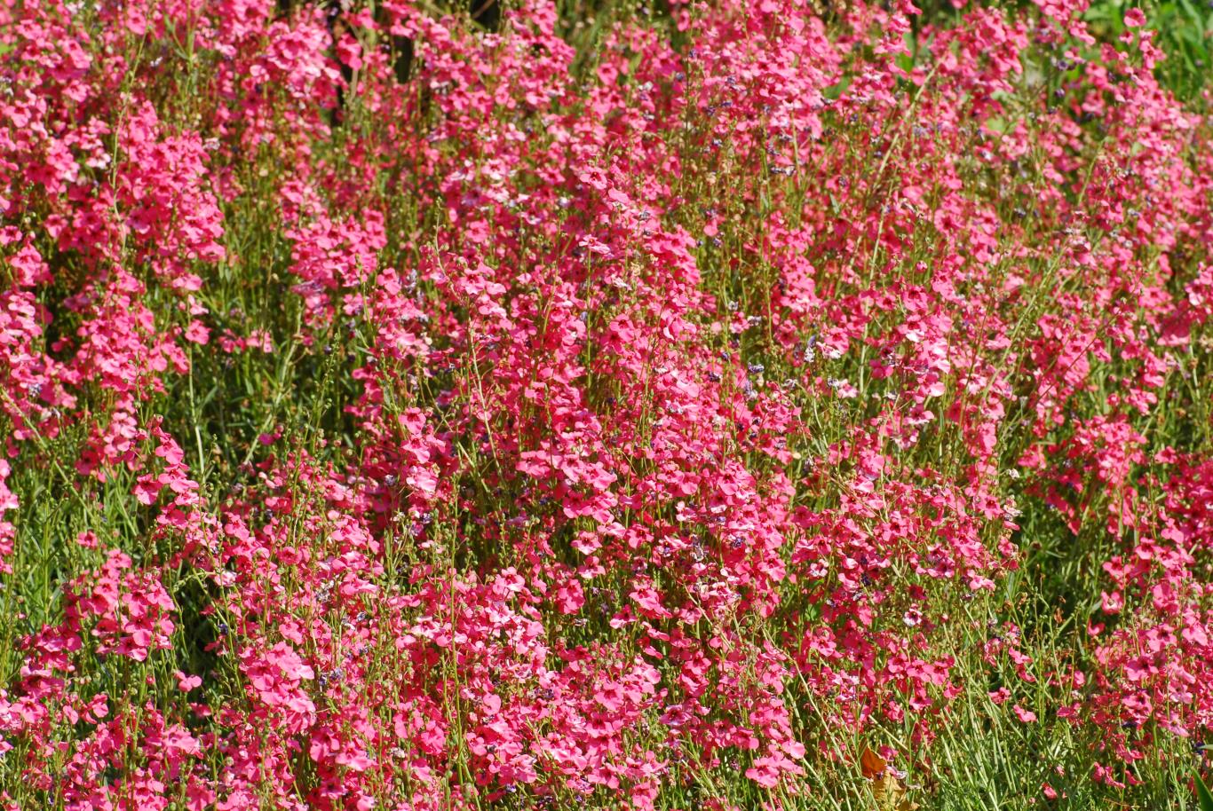 Diascia integerrima Pink Twinspur Pensies