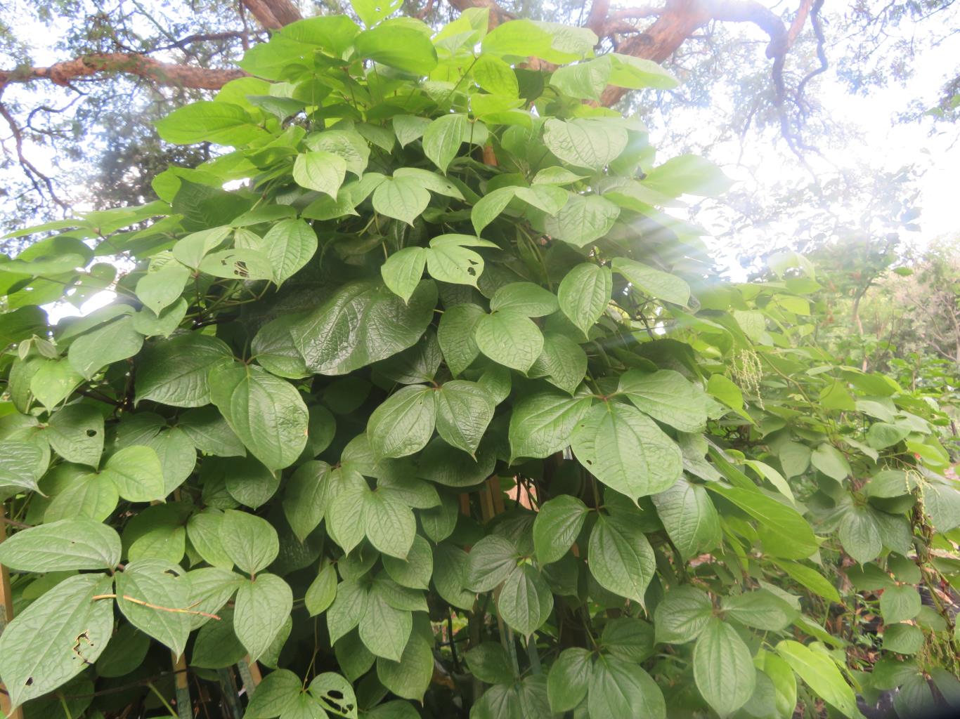 Dioscorea dregeana Wild Yam Wildejam ingcolo isidakwa