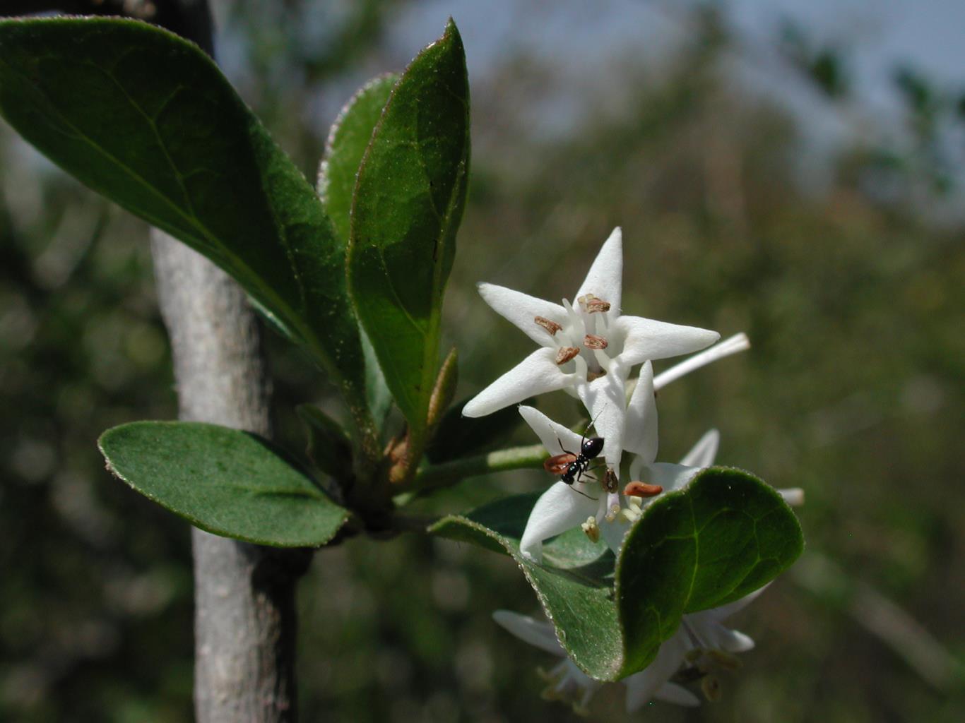 Ehretia rigida Puzzle Bush Deurmekaarbos mutepe morôbê umklele ...