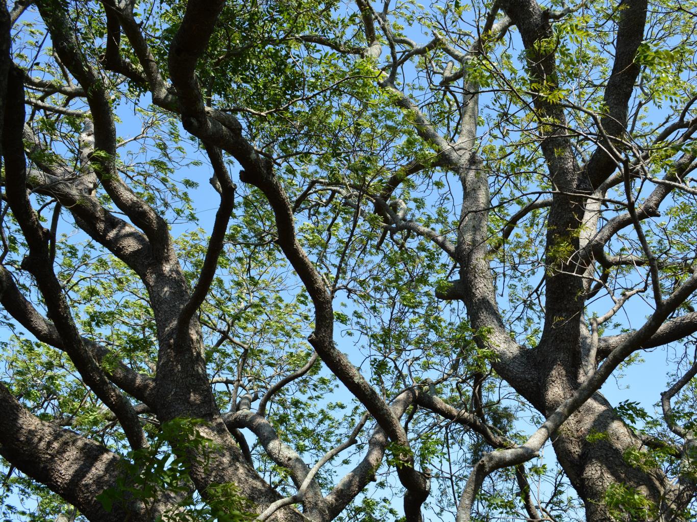 Ekebergia capensis Cape Ash Essenhout Mutovuma Umnyamathi