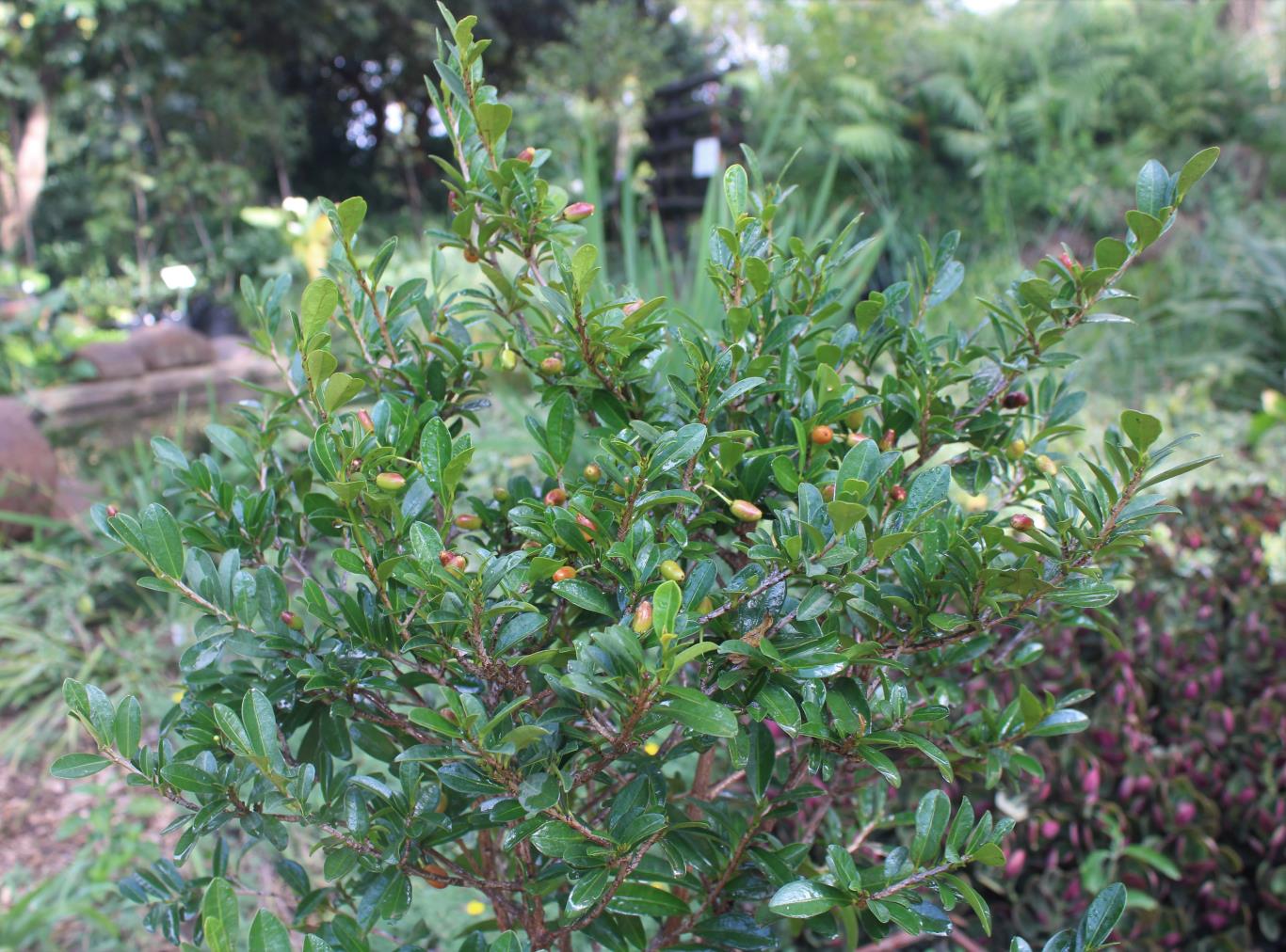 Erythroxylum emarginatum African Coca-tree afrikakokaboom ...