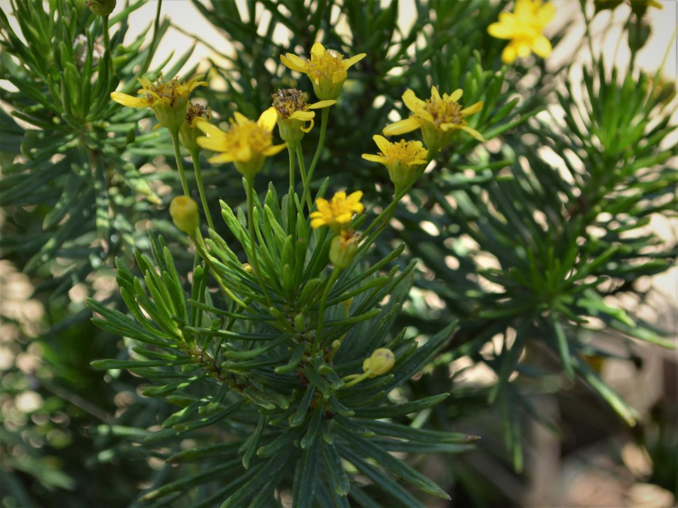 Euryops tysonii Tyson's Euryops sehlakoana