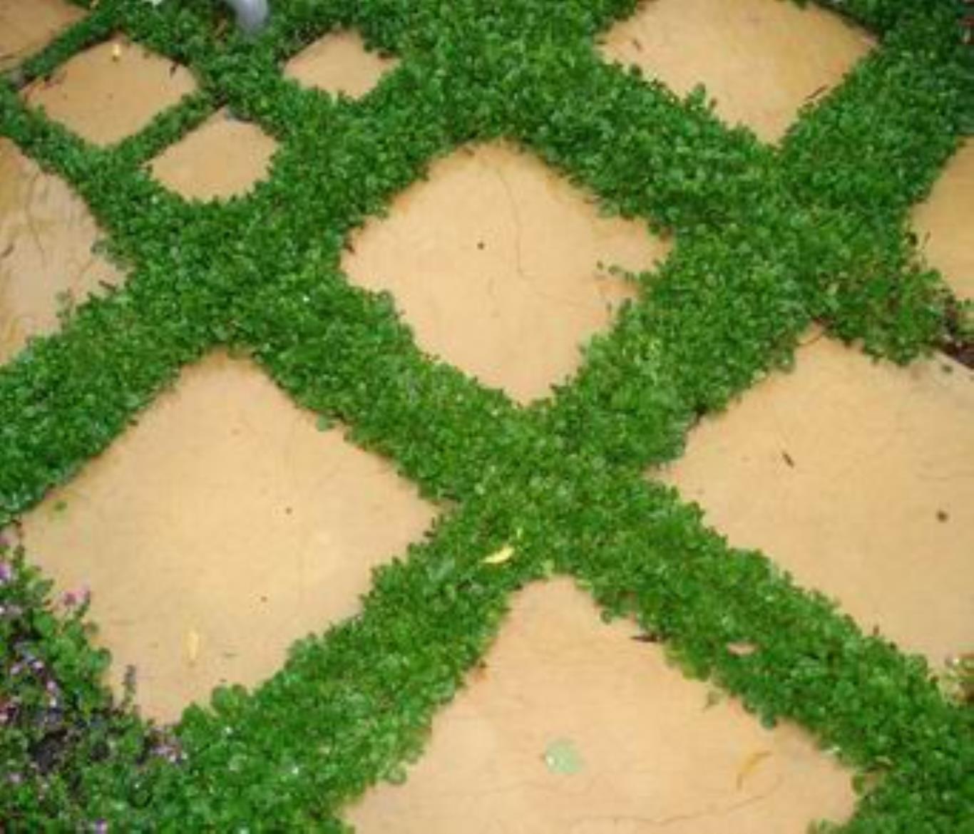 Falkia repens White Carpet Oortje’s