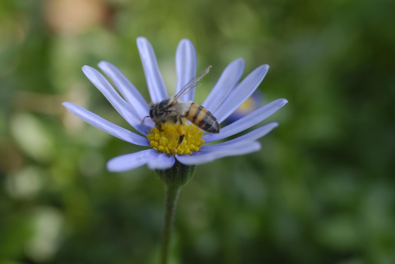 Felicia amelloides Blue Marguerite, blue felicia bush, shrubby felicia ...