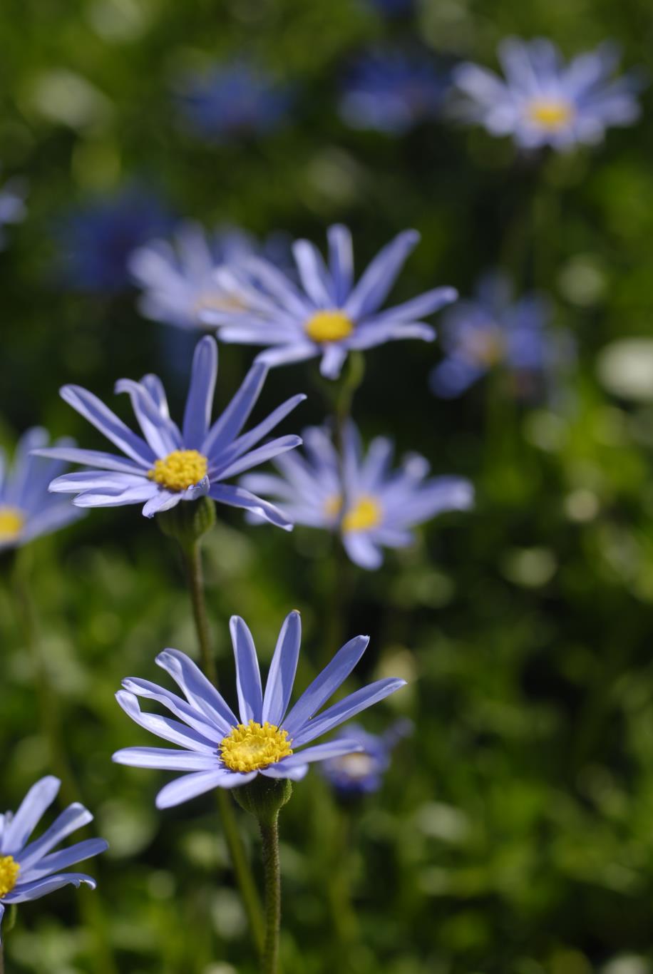 Felicia amelloides Blue Marguerite, blue felicia bush, shrubby felicia ...