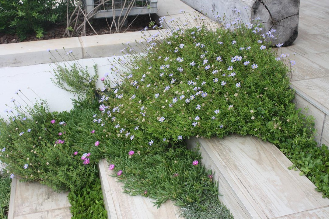 Felicia amelloides Blue Marguerite, blue felicia bush, shrubby felicia ...