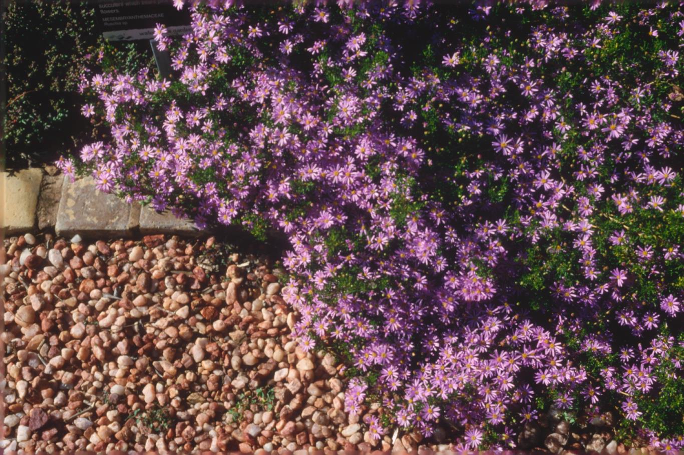 Felicia erigeroides Wild Michelmas Daisy Isithelelo