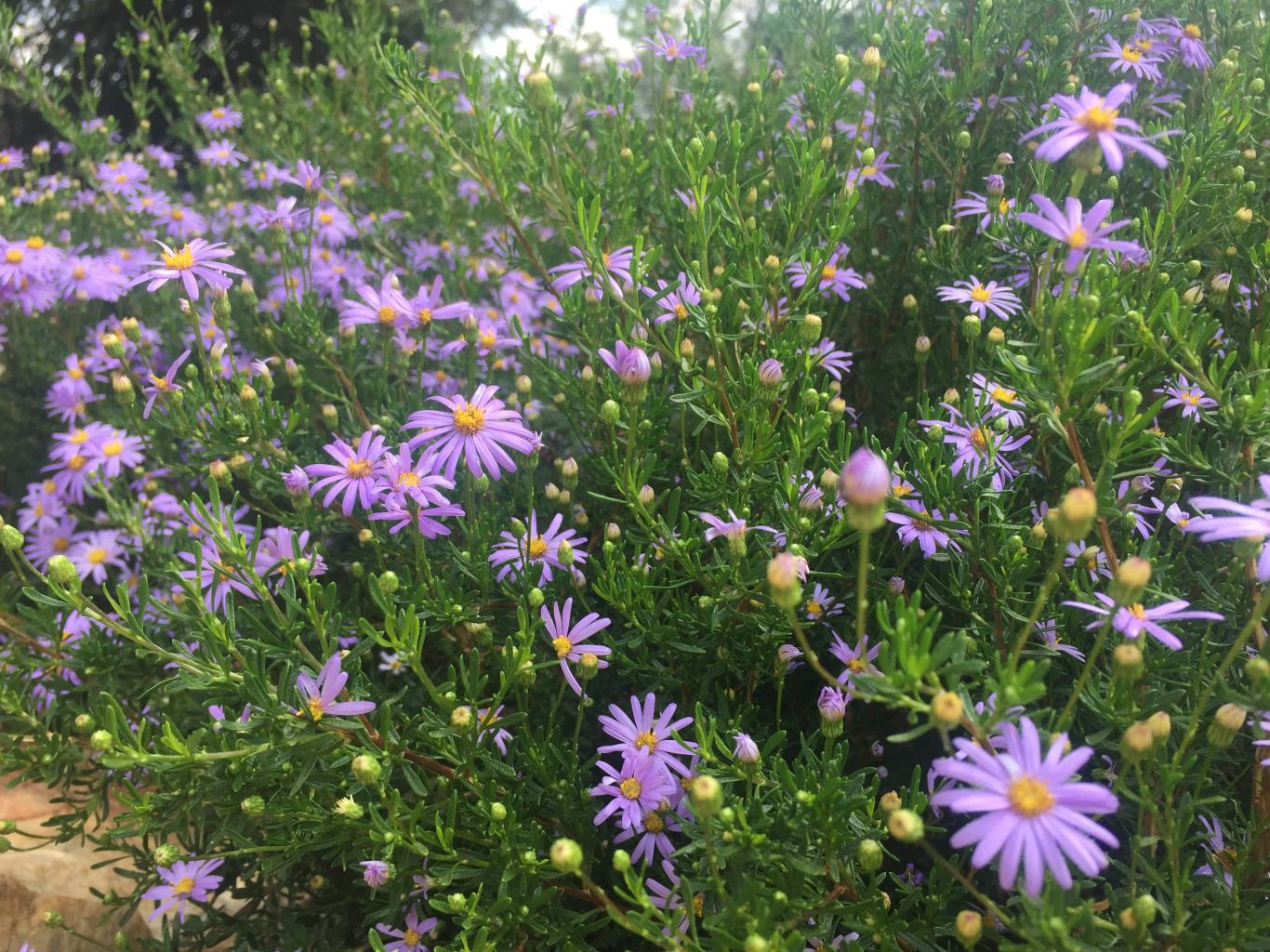 Felicia filifolia Fine-Leaved Felicia Persbergdraaibos sehala-se-seholo