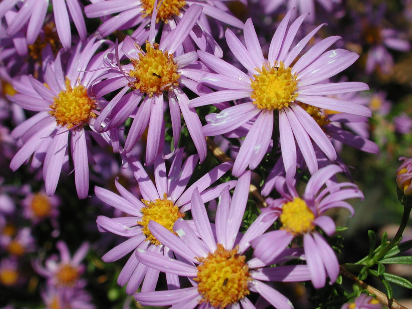 Felicia filifolia Fine-Leaved Felicia Persbergdraaibos sehala-se-seholo