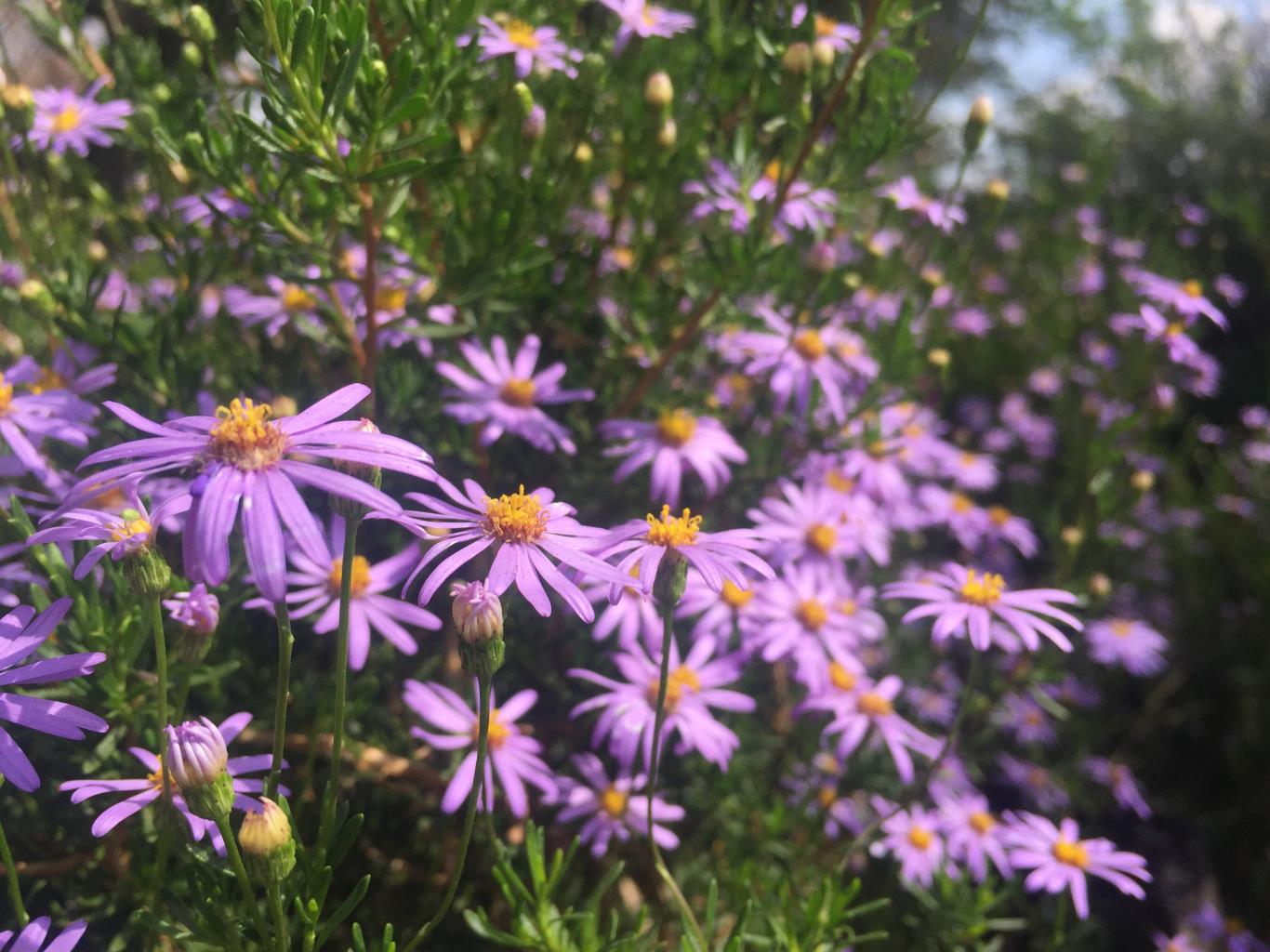 Felicia filifolia Fine-Leaved Felicia Persbergdraaibos sehala-se-seholo
