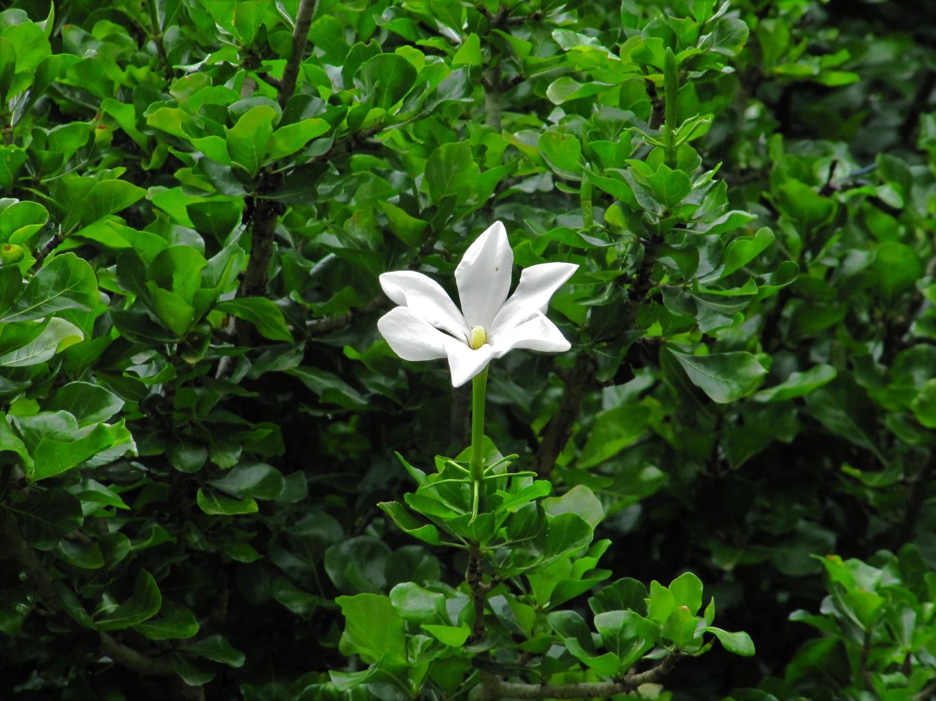 South African Indigenous Plants Catalogue