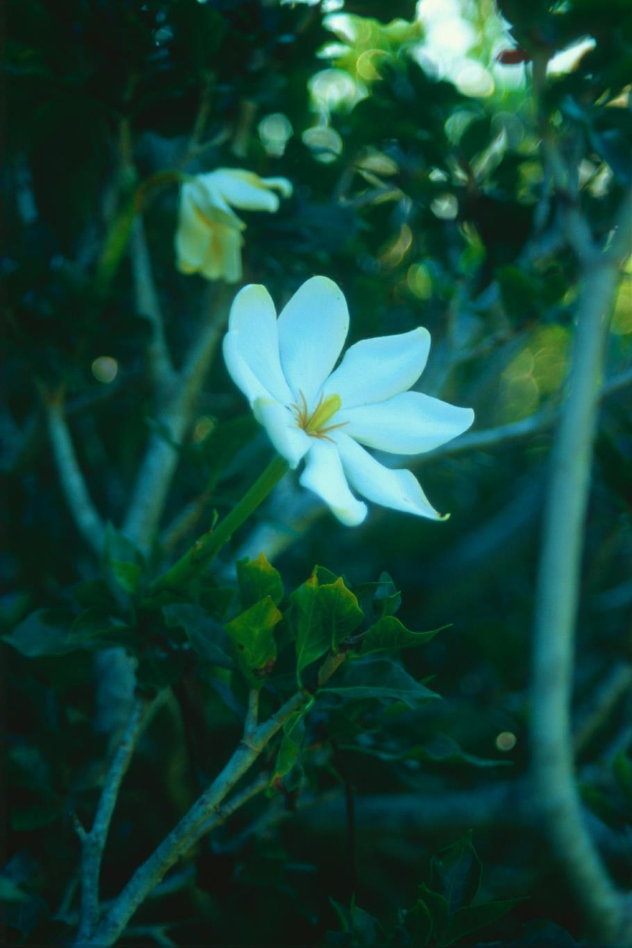 Gardenia thunbergia Witkatjiepiering, Buffelsbal, Kannetjieboom White ...
