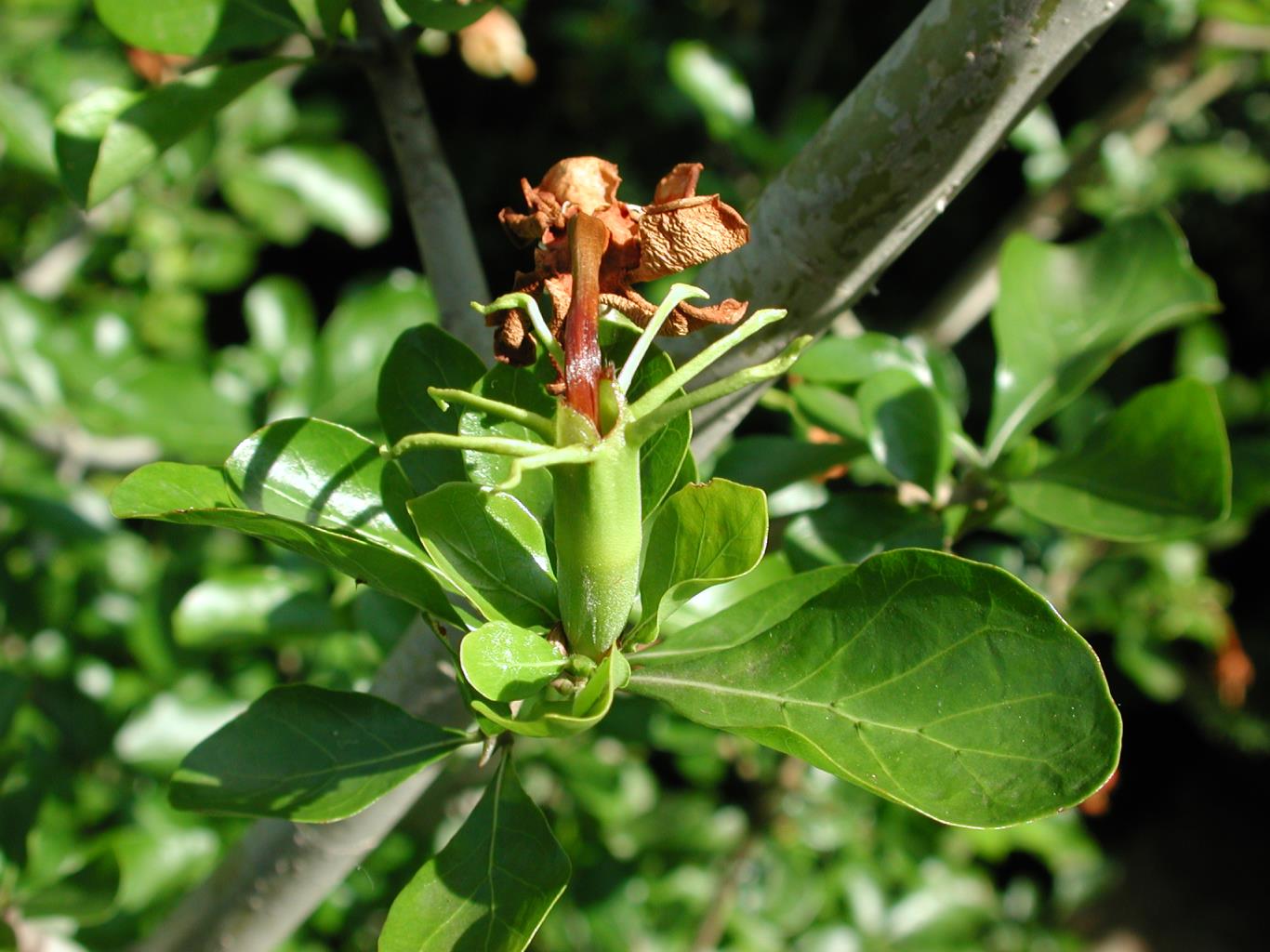 Gardenia thunbergia Witkatjiepiering, Buffelsbal, Kannetjieboom White ...