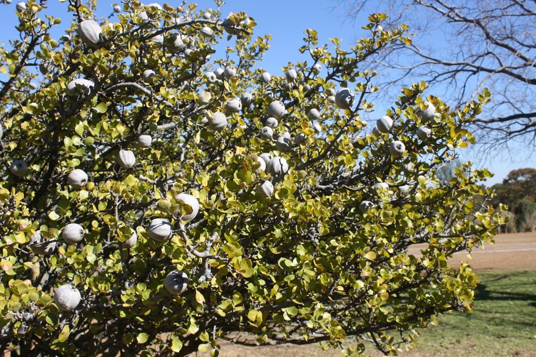 Gardenia volkensii Bushveld Gardenia Bosveldkatjiepiering Tshiralala ...