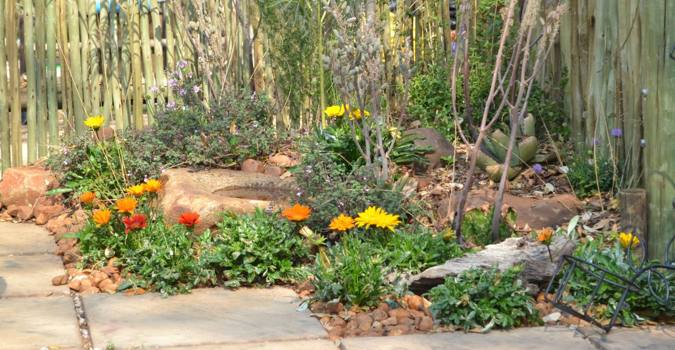 Gazania Gazoo Fire Mix Gazania Gousblom