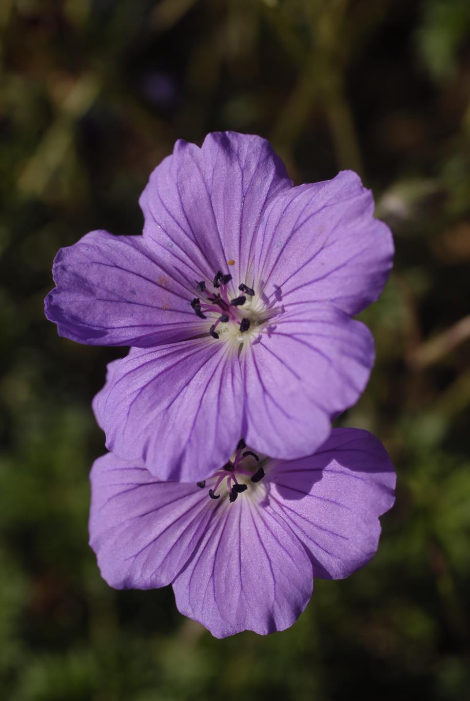Geranium incanum Carpet Geranium Bergtee Tlako Malko