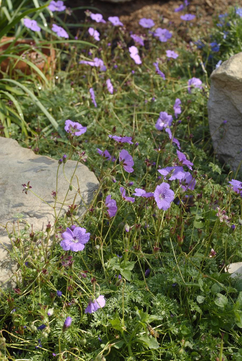 Geranium incanum Carpet Geranium Bergtee Tlako Malko