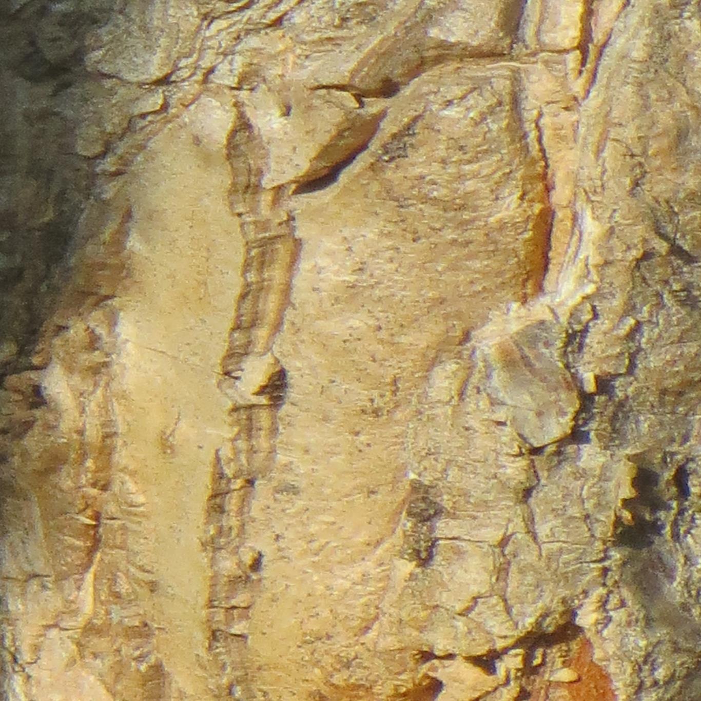 Gonioma kamassii Kamassi Kamassie Umgonwane Igala-Gala